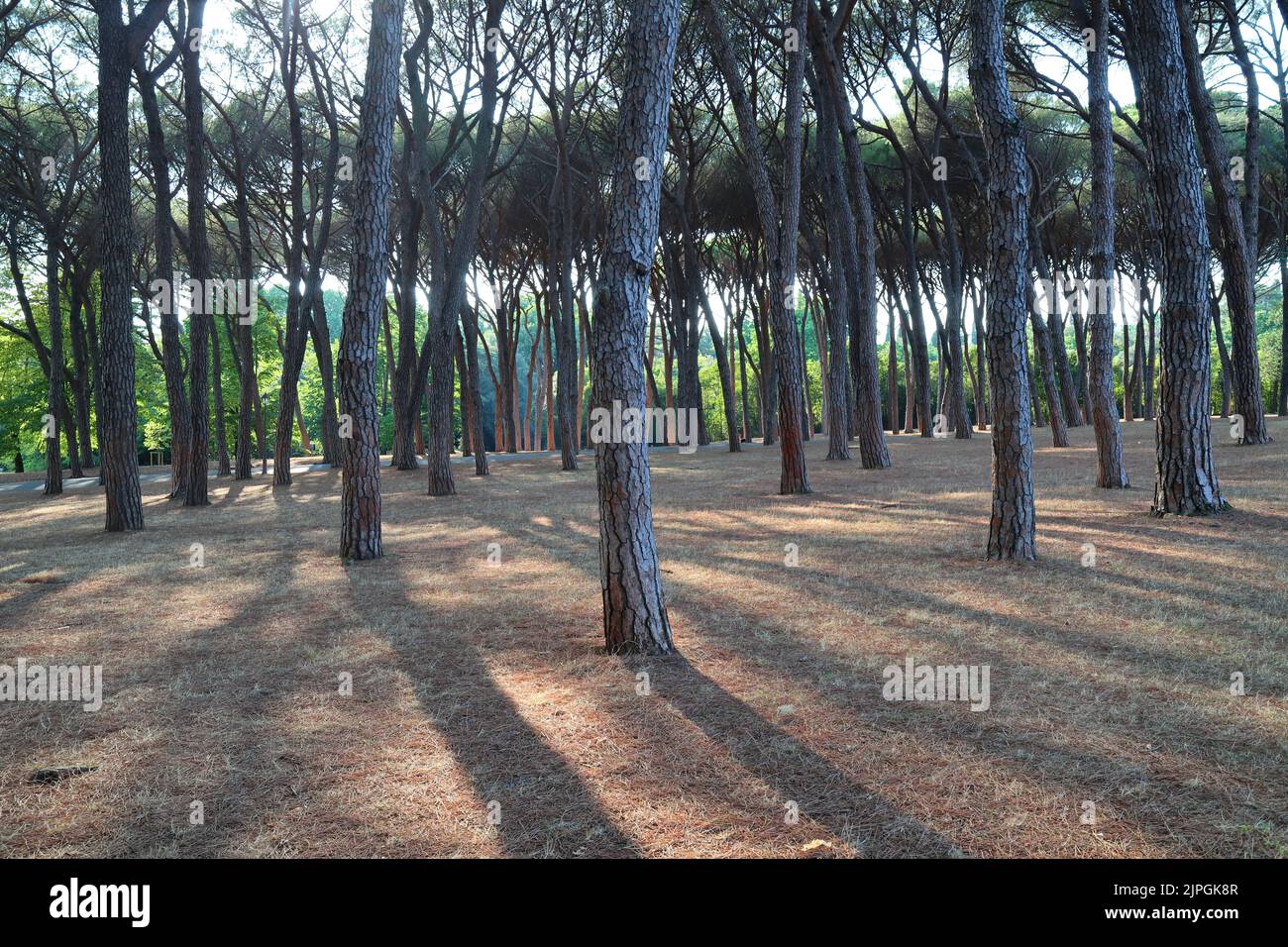 Rows of Italian Stone Pine Trees in Drought conditions. Public Park ...