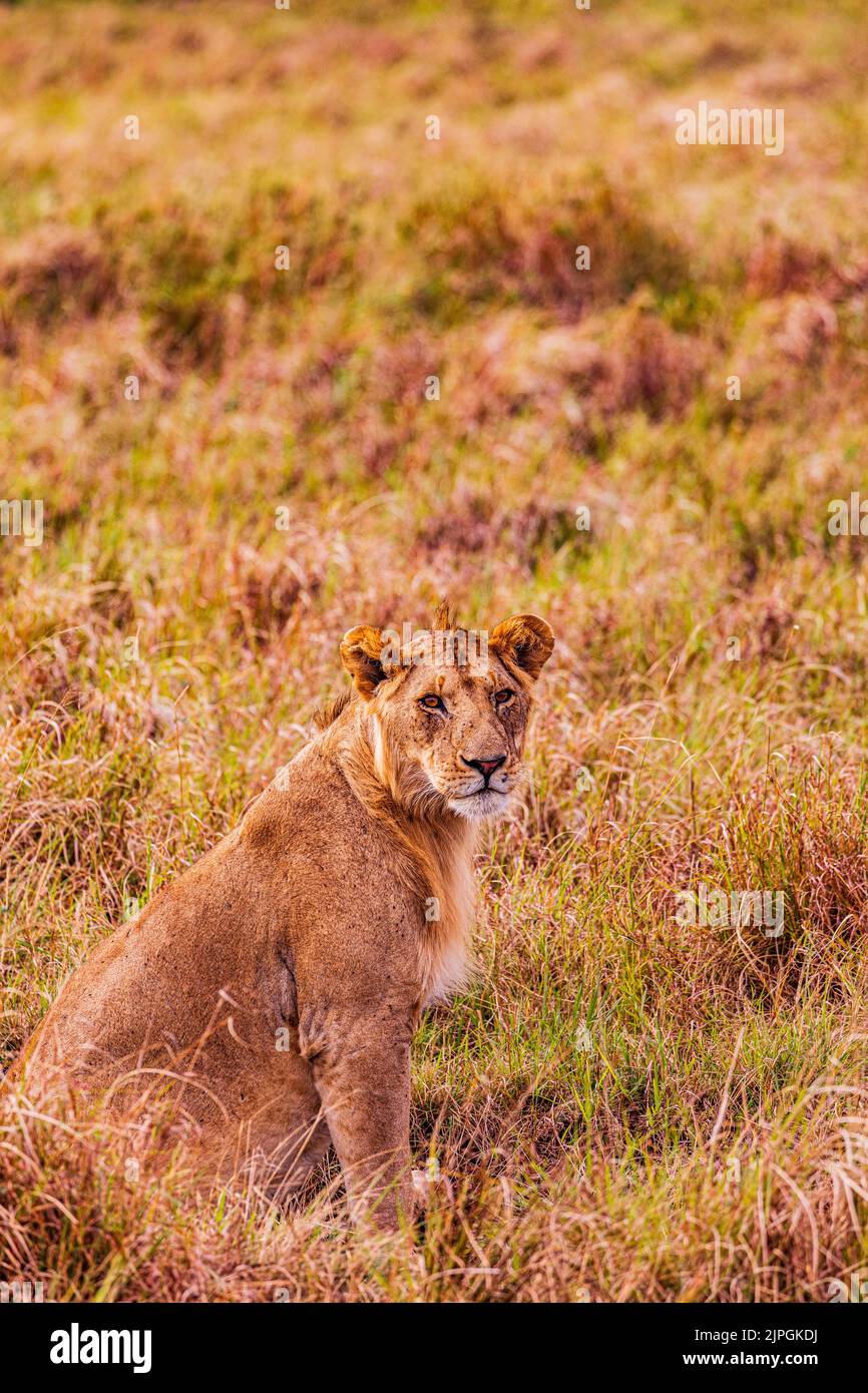 The lion is a large cat of the genus Panthera, native to Africa and ...