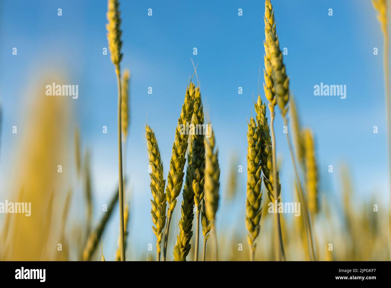 Ears of young wheat in the field. The concept of food crisis and ...