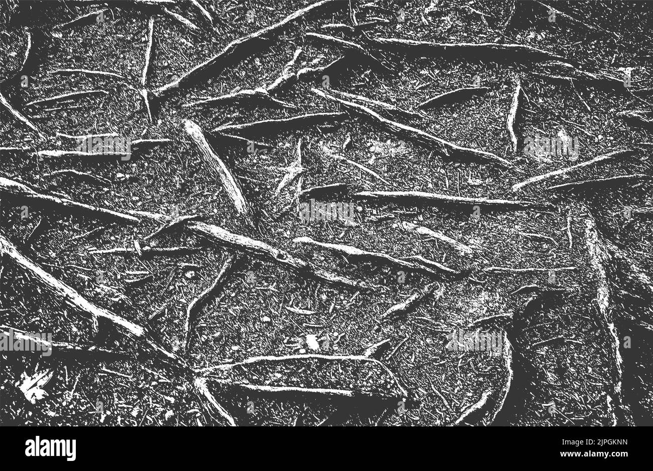 Distressed overlay pine tree roots texture, grunge background. abstract ...