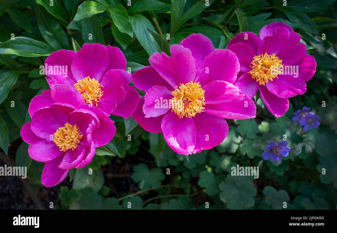 peony, paeonia officinalis, paeony, peonies Stock Photo - Alamy