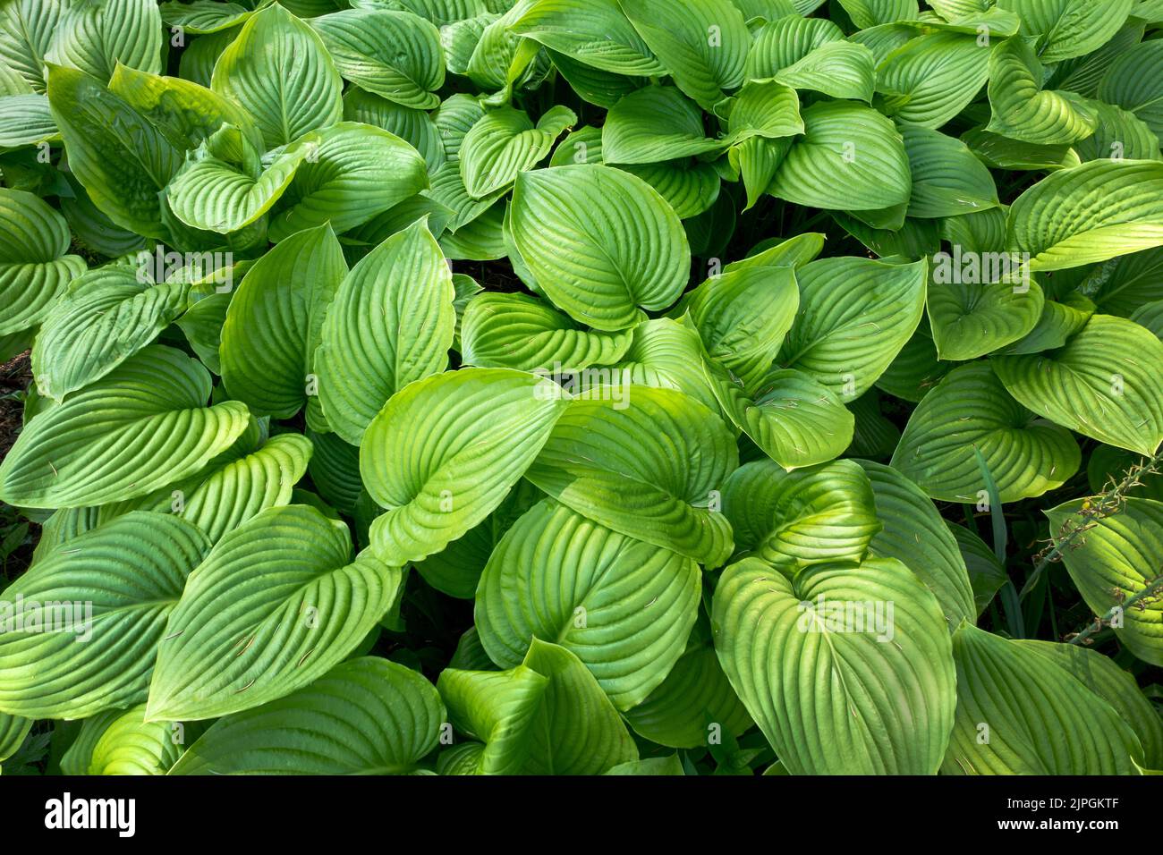fragrant plantain lily, hosta plantaginea Stock Photo - Alamy fragrant plantain lily, hosta plantaginea Stock Photo - Alamy
