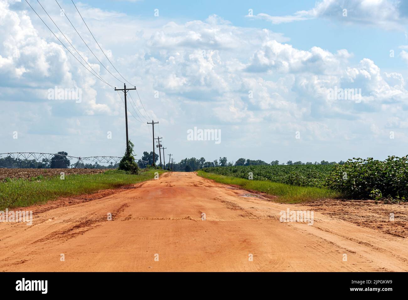 Landscape of a dirt road in southern Georgia with a cotton field to the ...