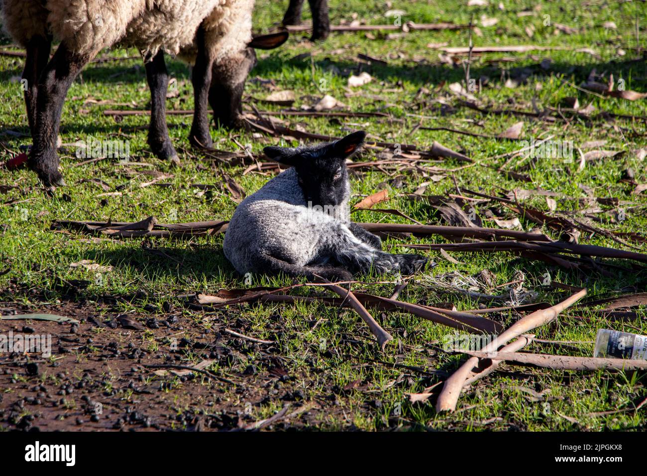 Woolly grey sheep hi-res stock photography and images - Alamy