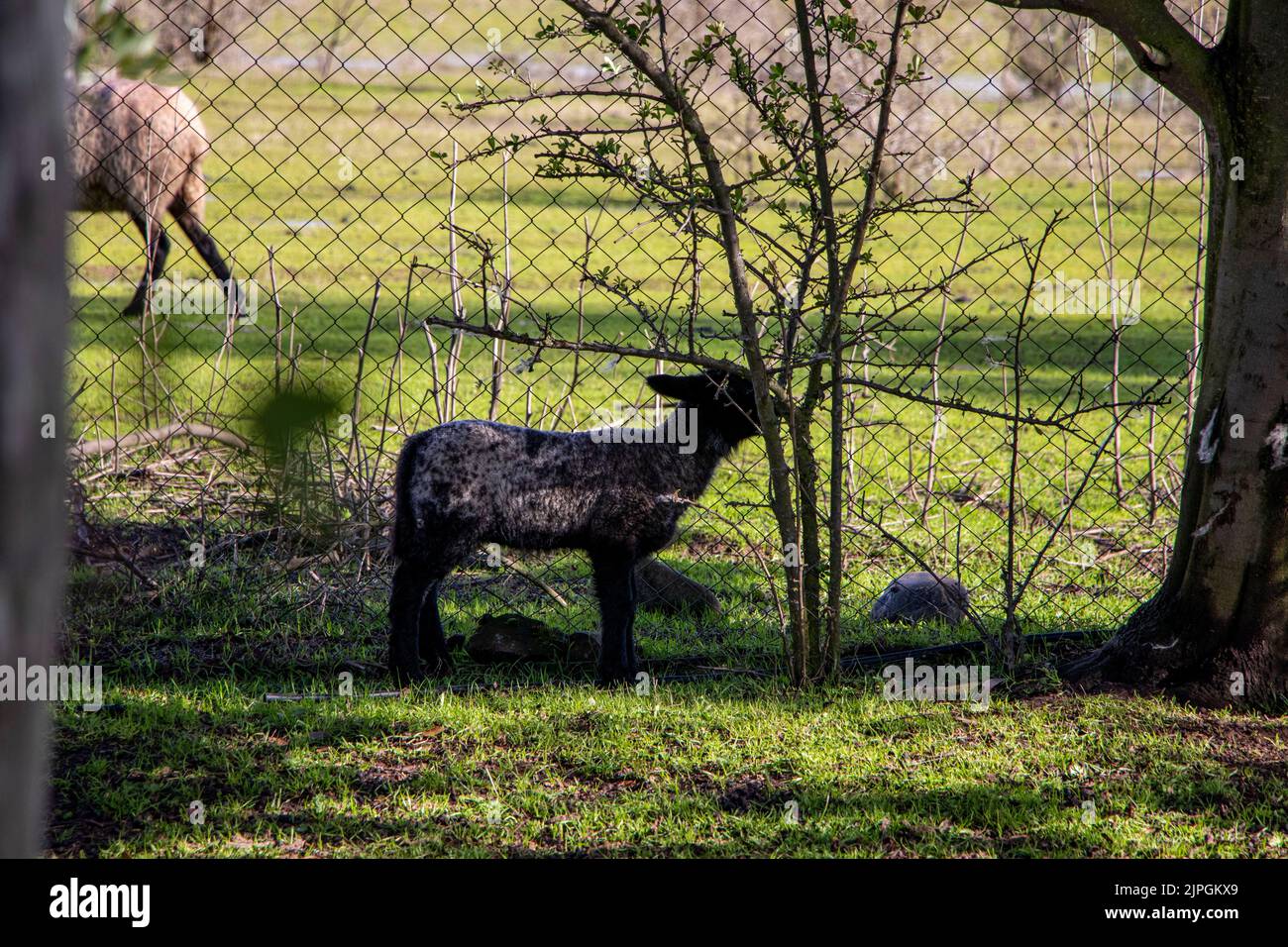 A beautiful shot of grey sheep in a farm Stock Photo - Alamy