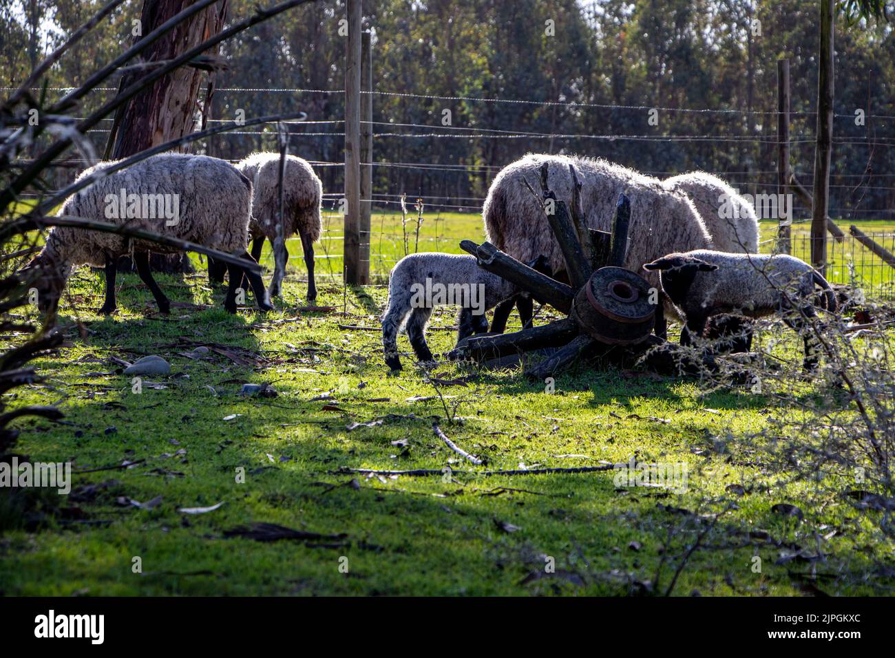 Woolly grey sheep hi-res stock photography and images - Alamy