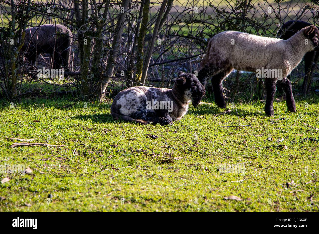Woolly grey sheep hi-res stock photography and images - Alamy
