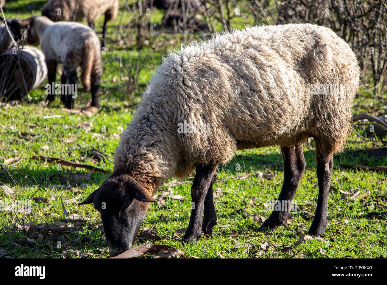 A beautiful shot of grey sheep in a farm Stock Photo - Alamy