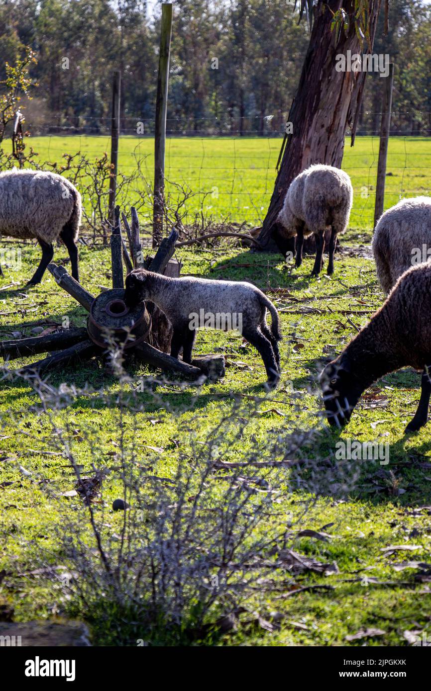 Woolly grey sheep hi-res stock photography and images - Alamy