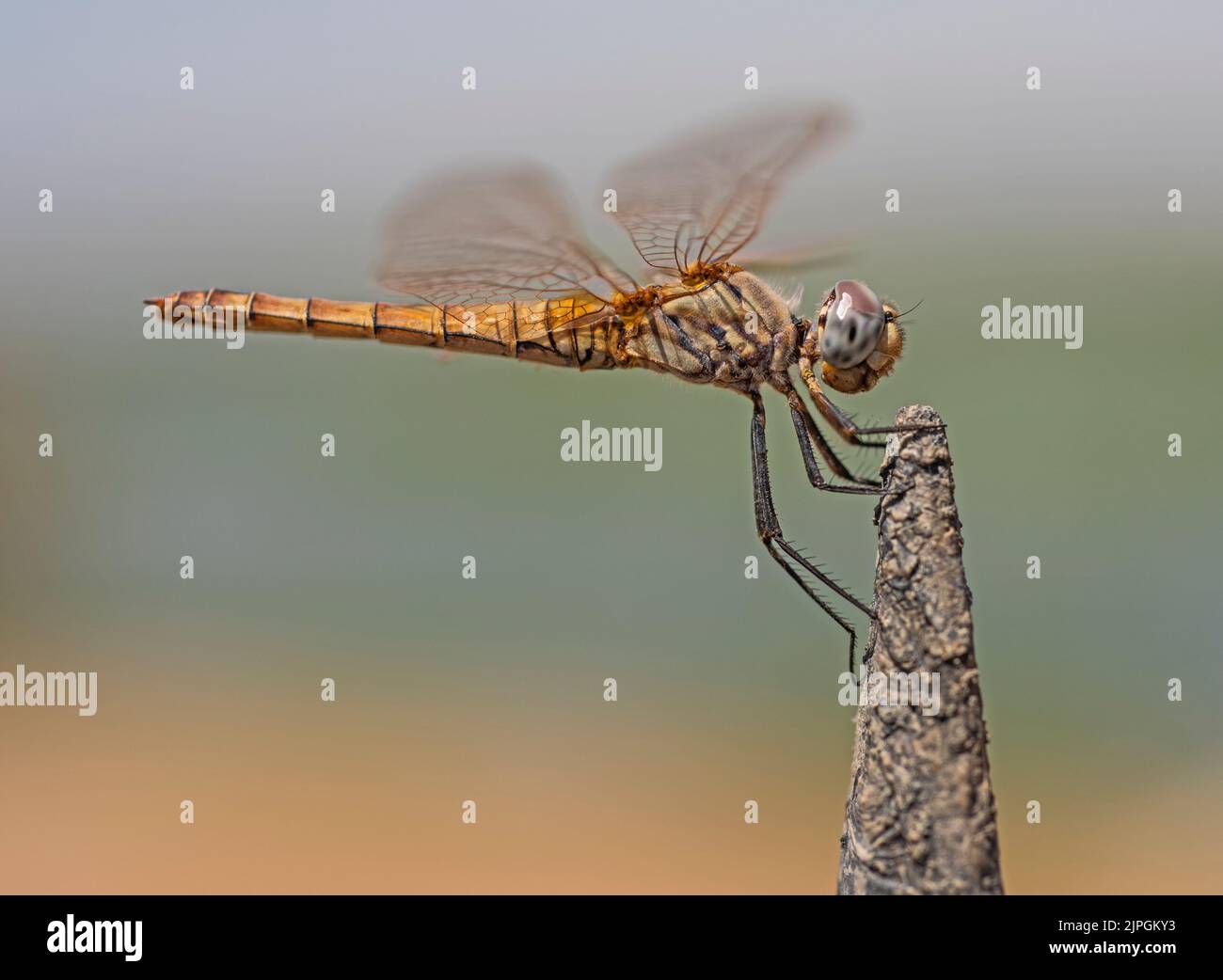 Closeup macro detail of wandering glider dragonfly Pantala flavescens ...