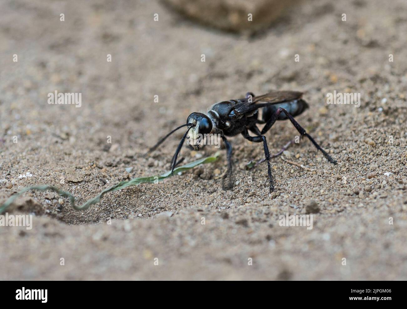 Closeup macro detail of Bembicini sand wasp on soil ground in garden ...