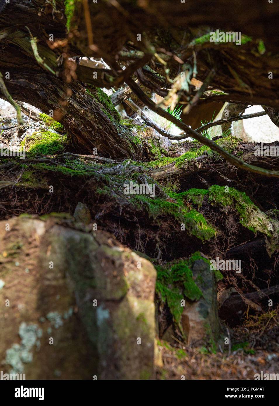 Juniperus communis trunk base Stock Photo - Alamy