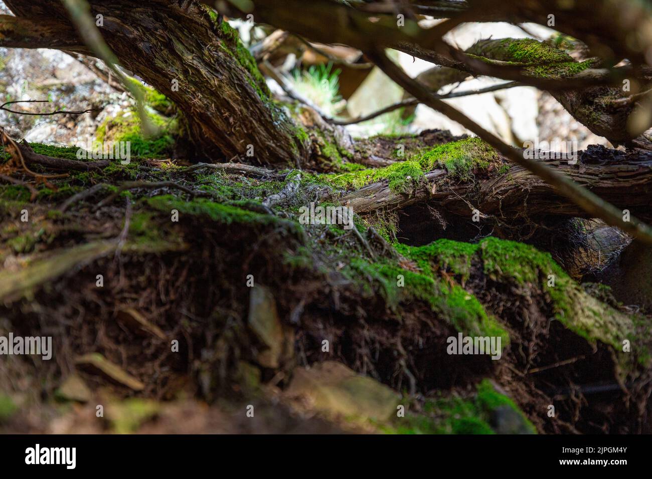 Juniperus communis trunk base Stock Photo - Alamy