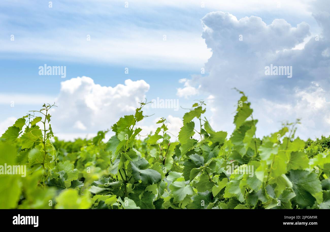 viticulture, vine, viticultures, vines Stock Photo - Alamy