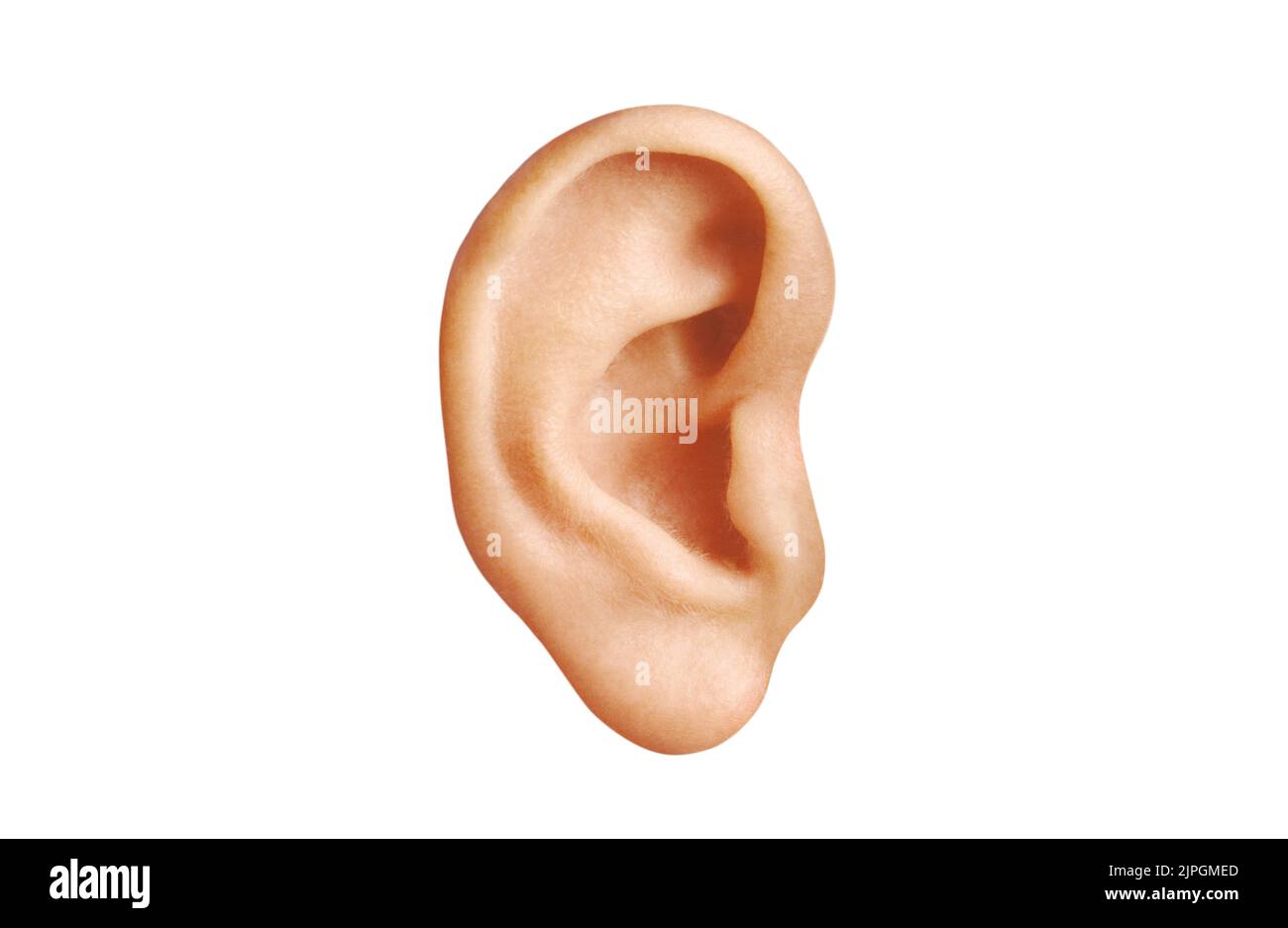 animal ear, animal ears, ear, ears Stock Photo - Alamy