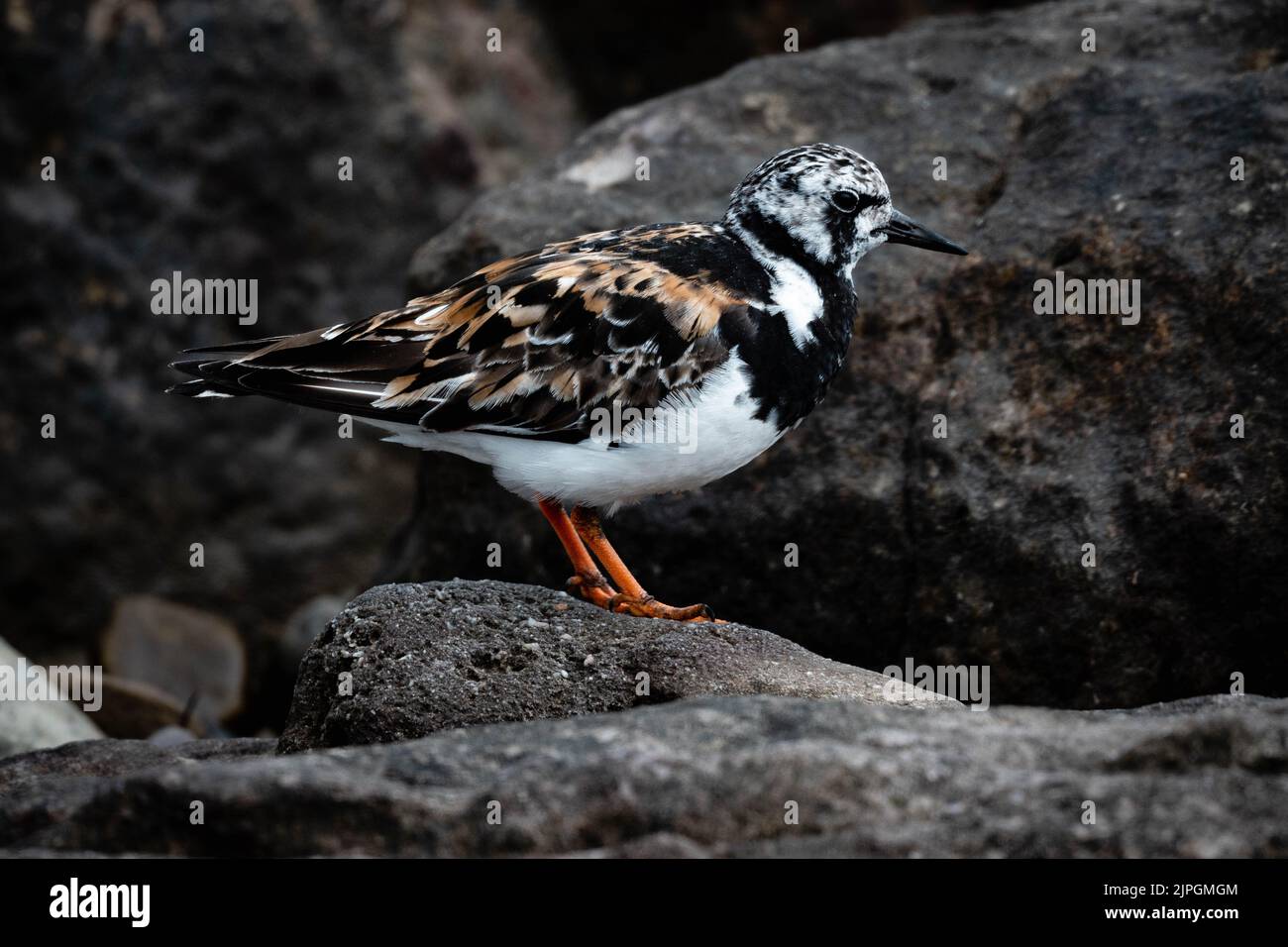 Turnstone on a rock Stock Photo - Alamy