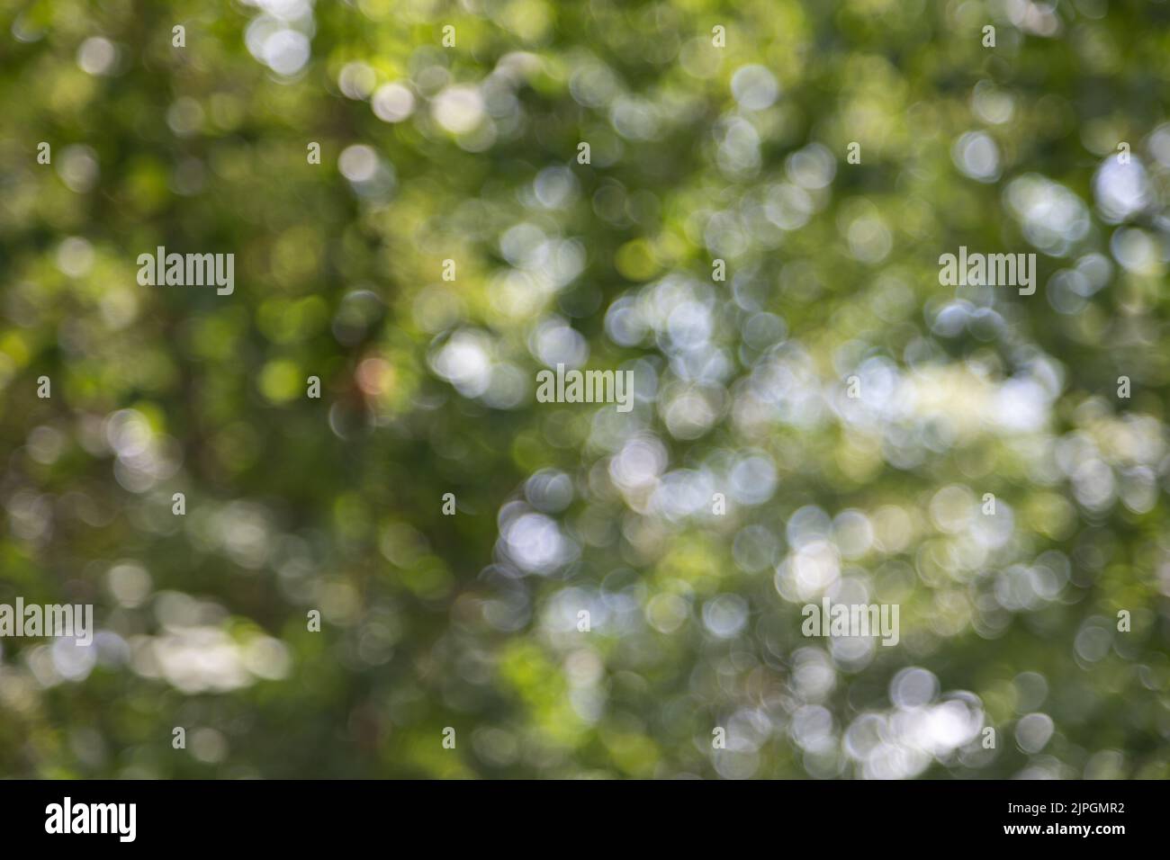 lensflares, blurred bokeh lights in white on green for webdesign, backgrounds, compositions and ...