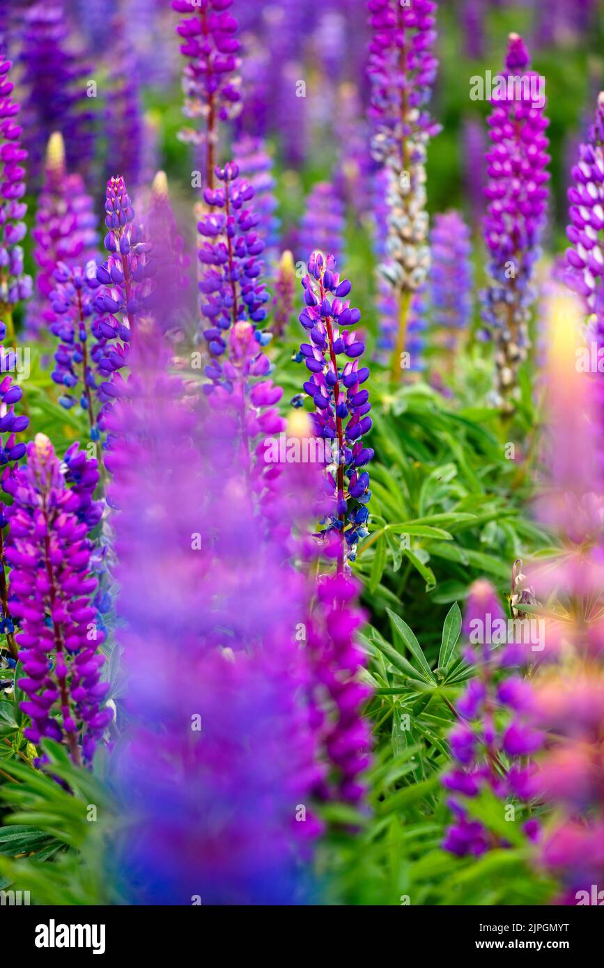 Blooming lupine flowers at Volcan Osorno. Lupine field. Colorful ...
