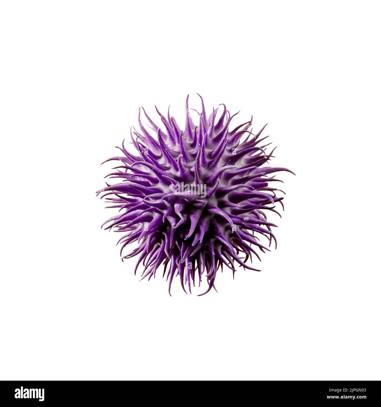 virus, bacterium, corona virus, bacteriums Stock Photo - Alamy
