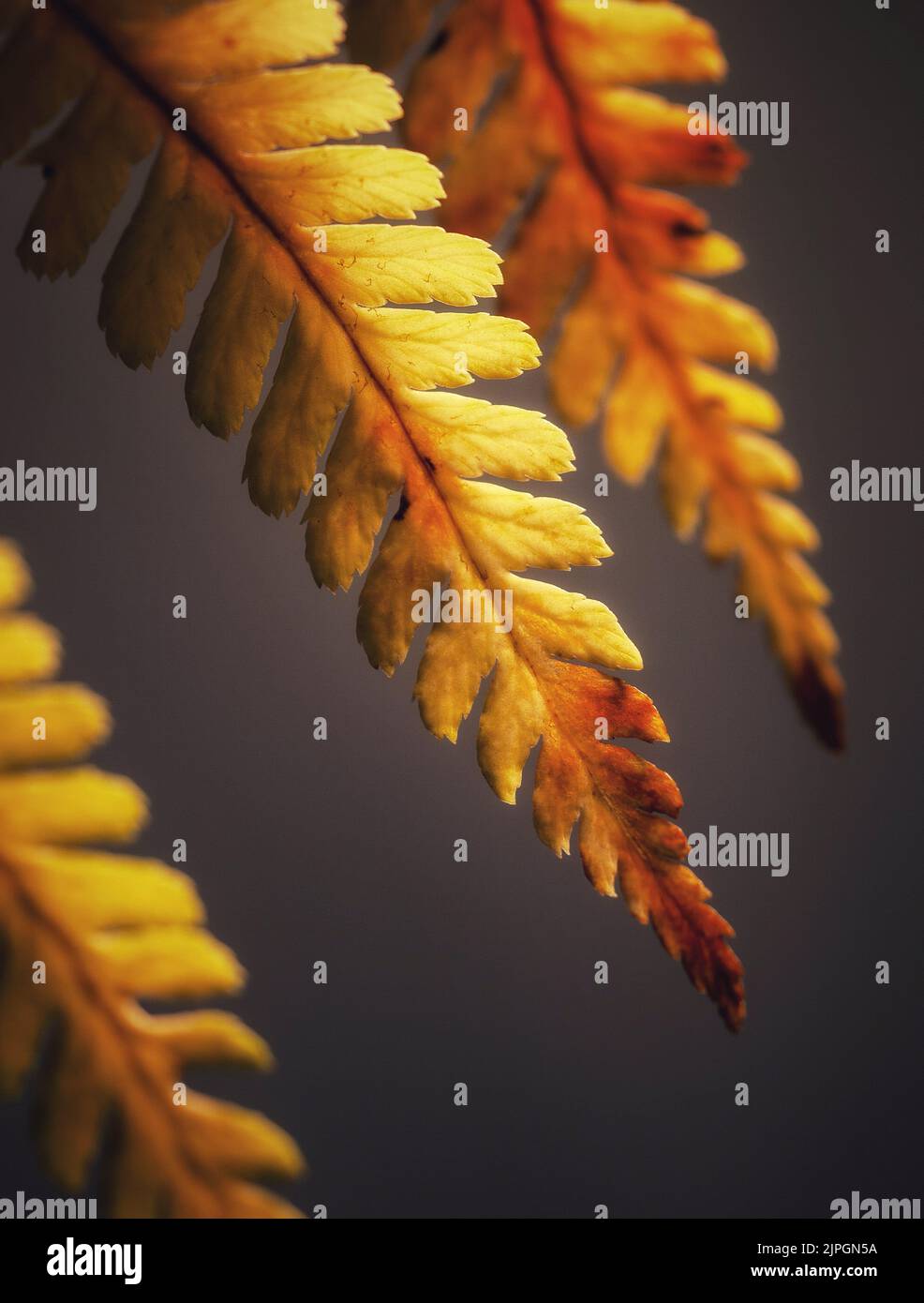 filigree, golden, fern, leaf shape, filigrees, goldens, ferns, leaf ...