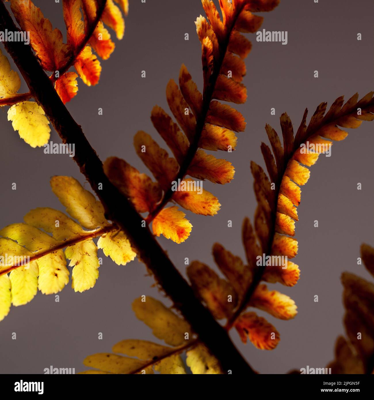 close up, fern, leaf shape, macros, ferns, leaf shapes Stock Photo - Alamy