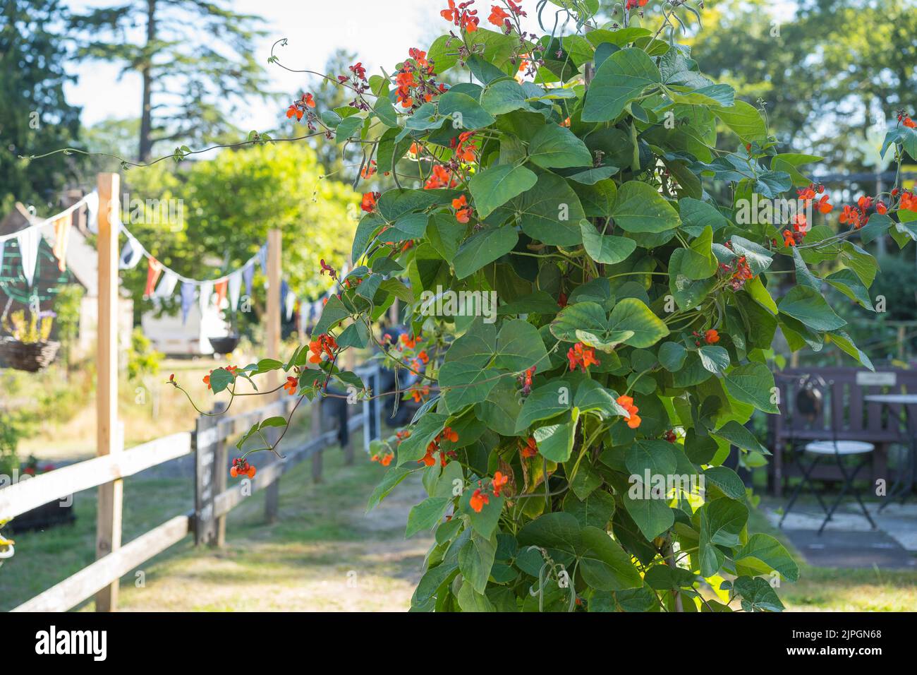 Close up of runner beans growing outdoors in the summer sunshine of a ...