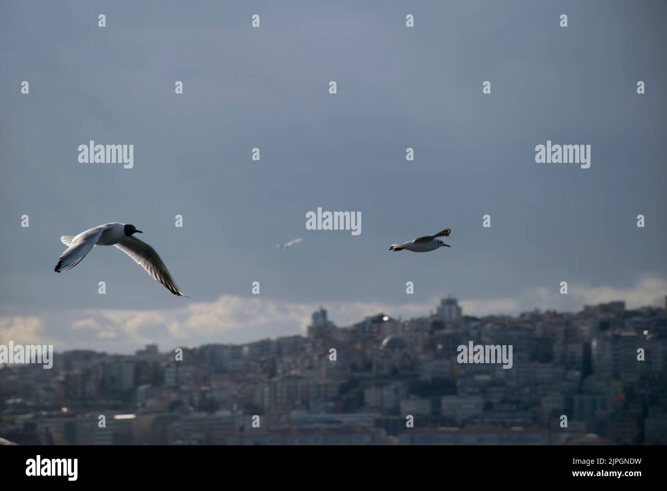 No seagulls sign hi-res stock photography and images - Alamy