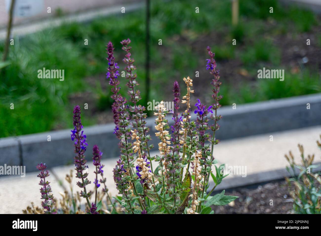 The Salvia nemorosa, the woodland sage, Balkan clary, blue sage or wild ...