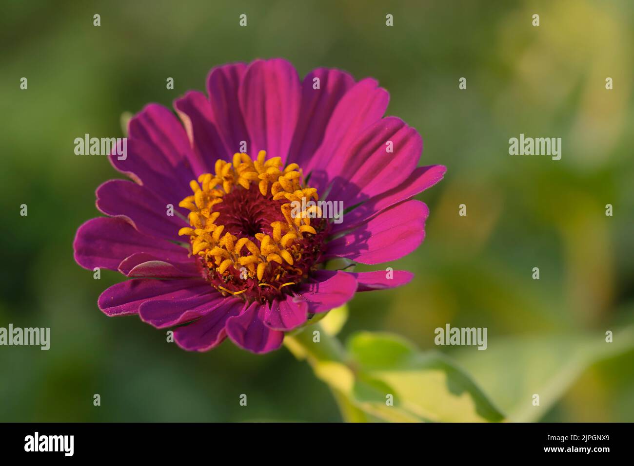 A closeup shot of a purple zinnia flower with sunlight on the surface ...