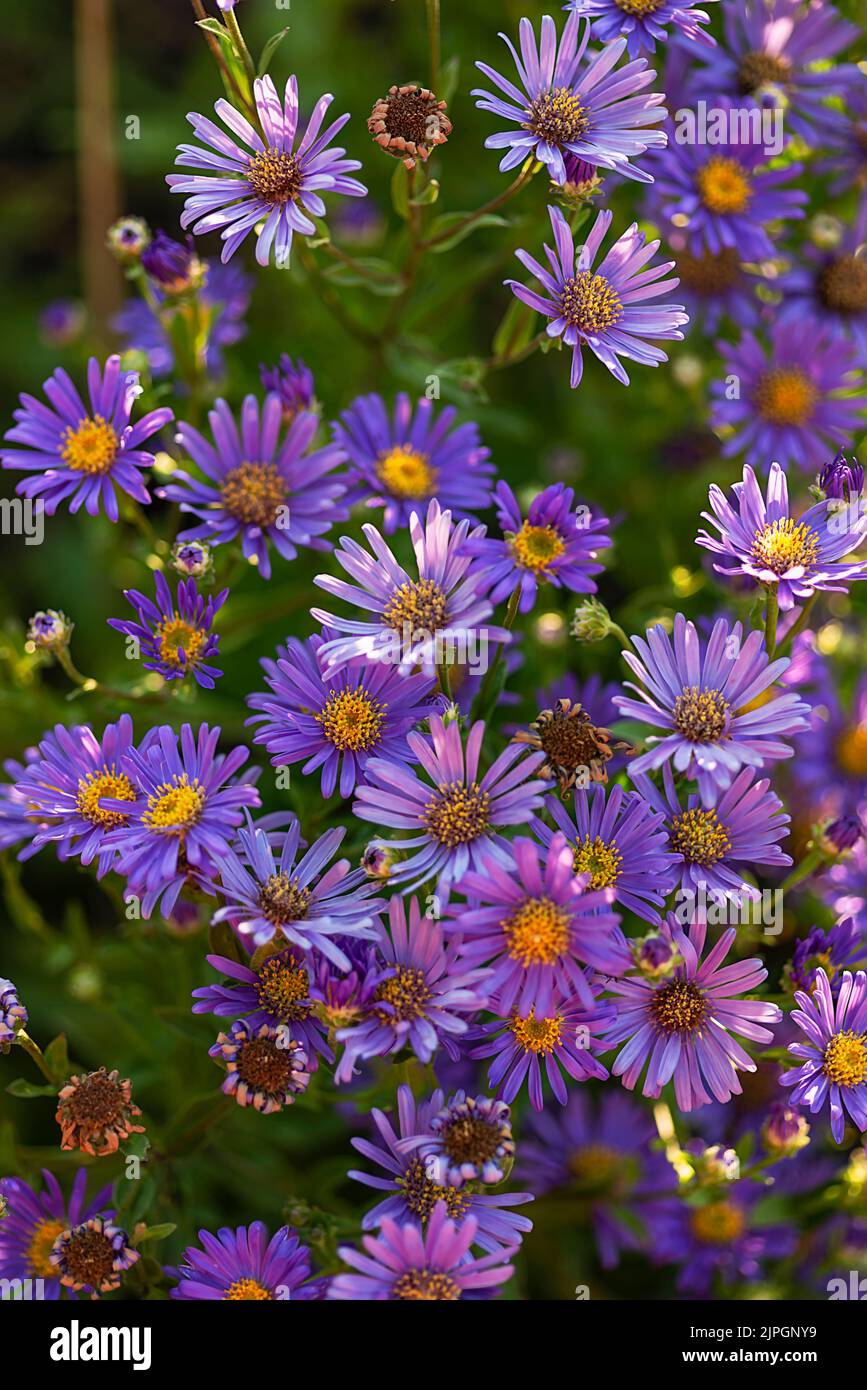 Astra chamomile hi-res stock photography and images - Alamy