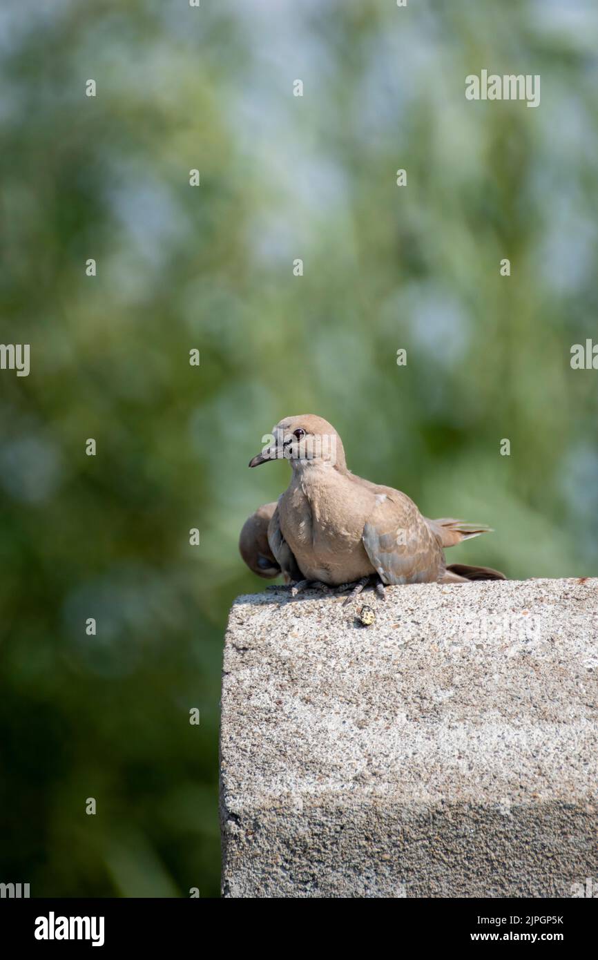 Close-up shot of a young turtle dove showing different facial ...