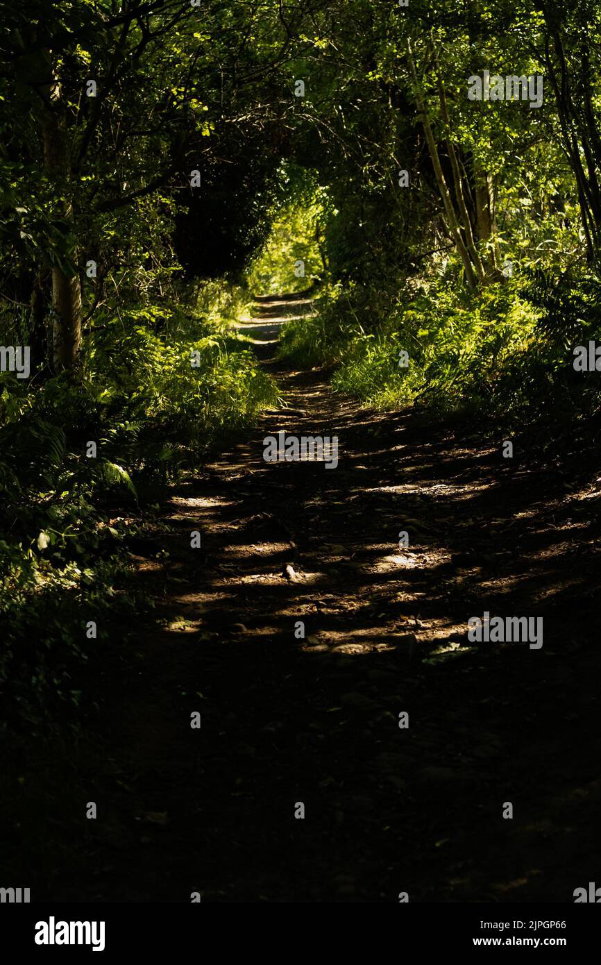 Beautiful path through the woods hi-res stock photography and images ...
