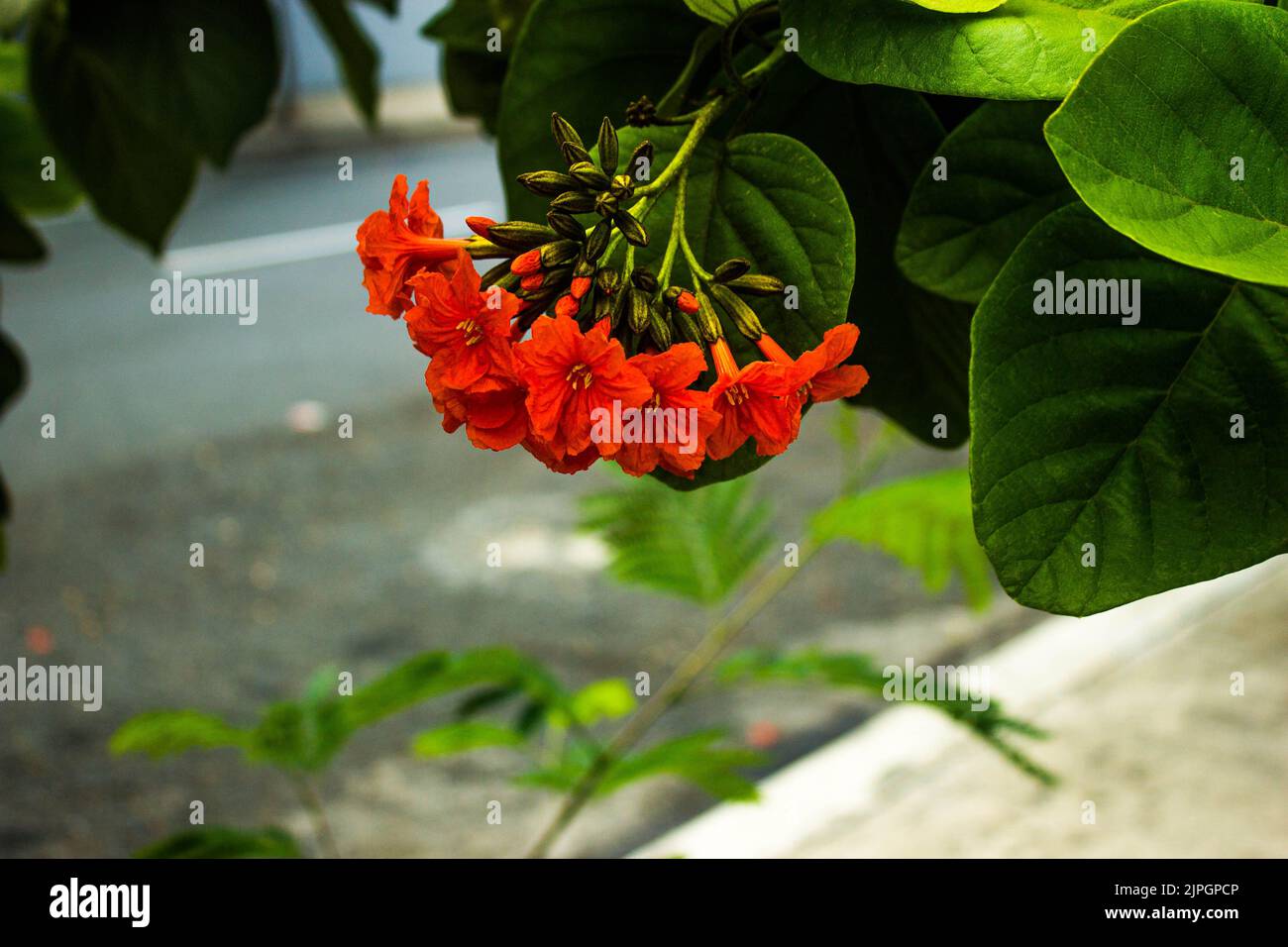 Red flowers on the sidewalk Stock Photo - Alamy