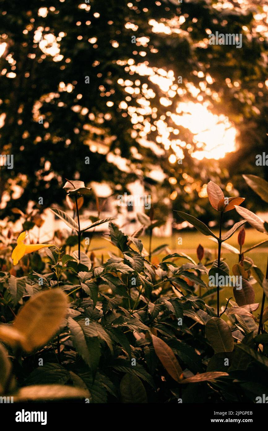 Golden Sunset between trees Stock Photo - Alamy