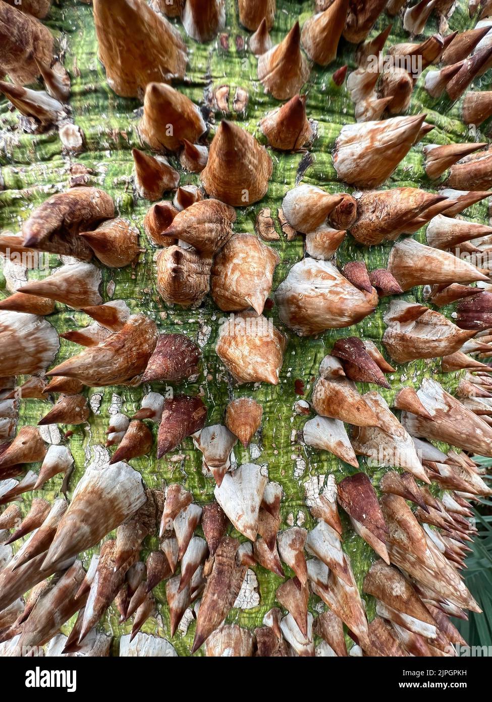 Closeup on the impressive thorny tree trunk of the South American White ...