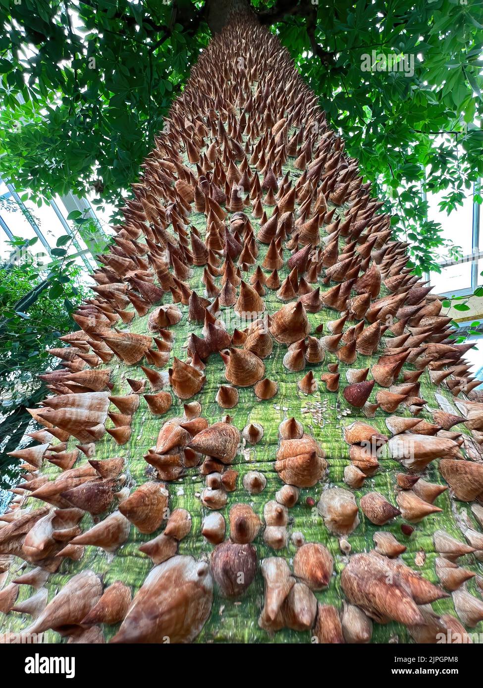 Closeup on the impressive thorny tree trunk of the South American White ...