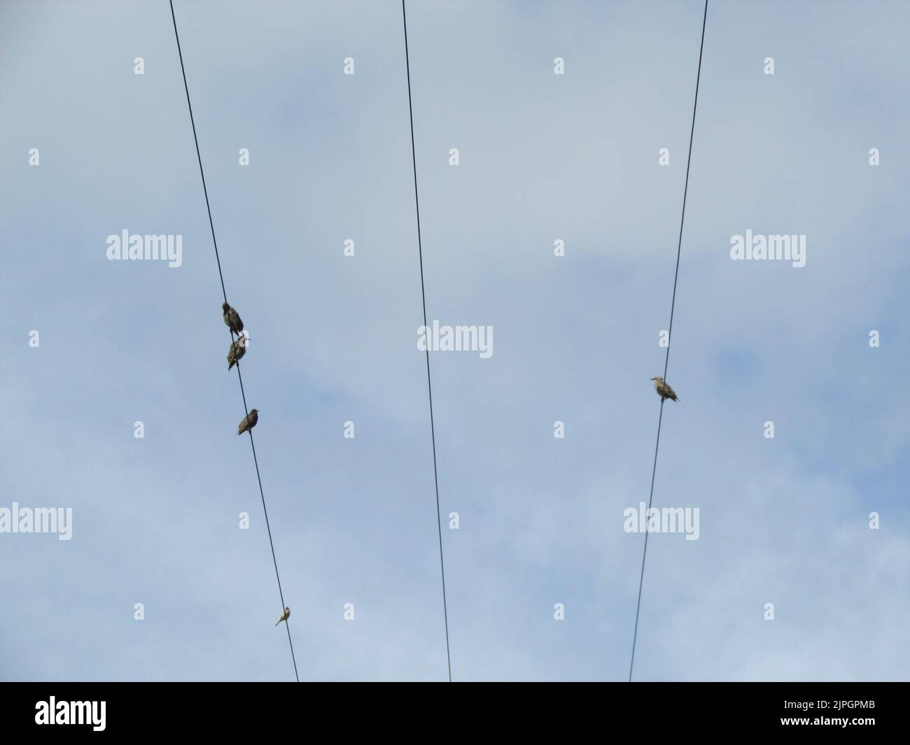 Birds sitting on power lines hi-res stock photography and images - Alamy