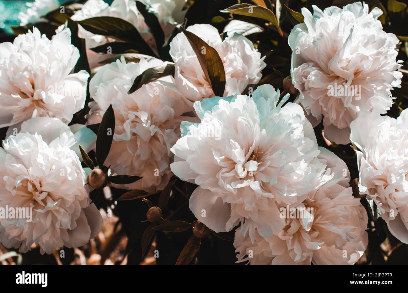 Close-up pink peonies in beautiful art processing. Background of ...