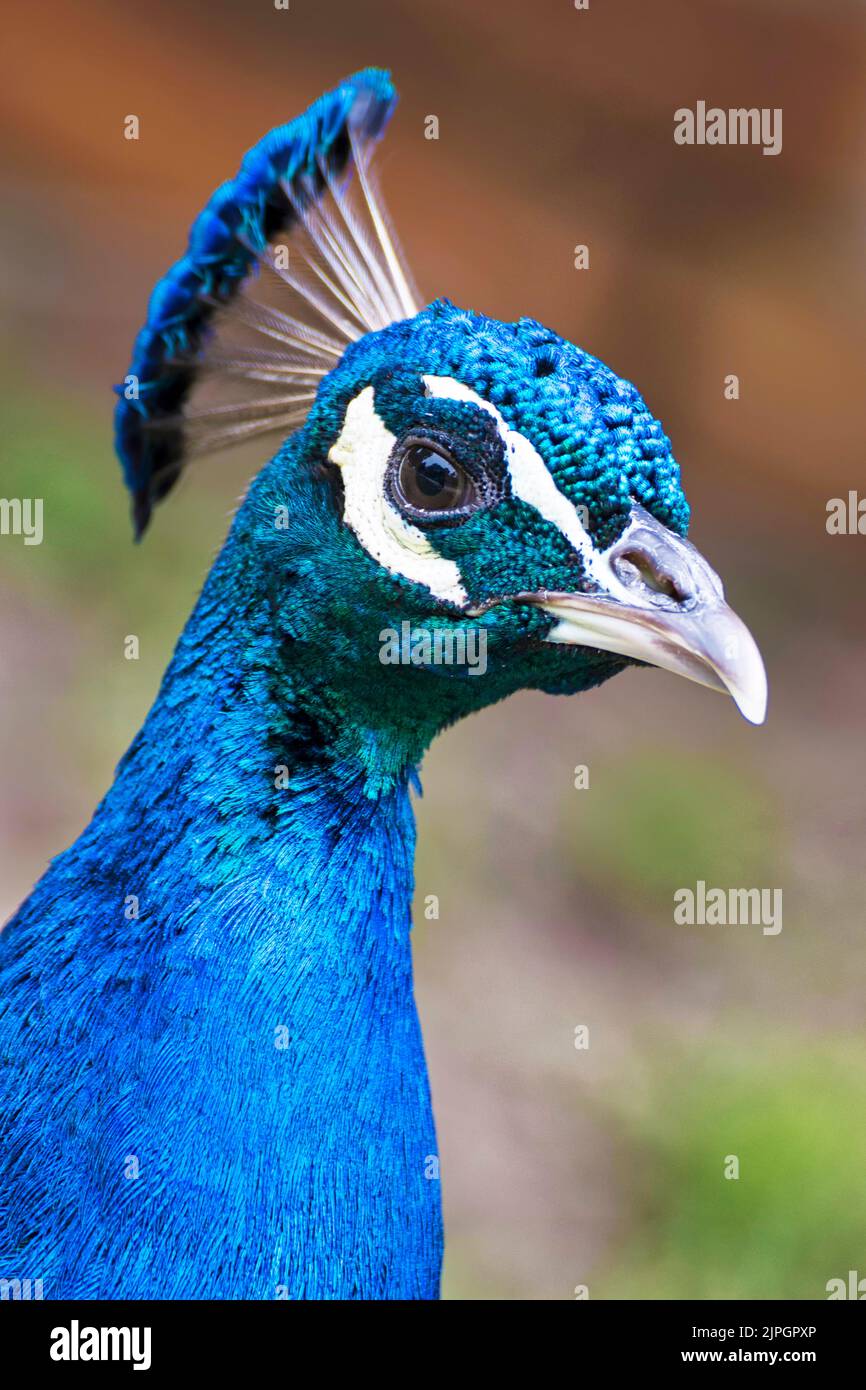 Peacock springs hi-res stock photography and images - Alamy