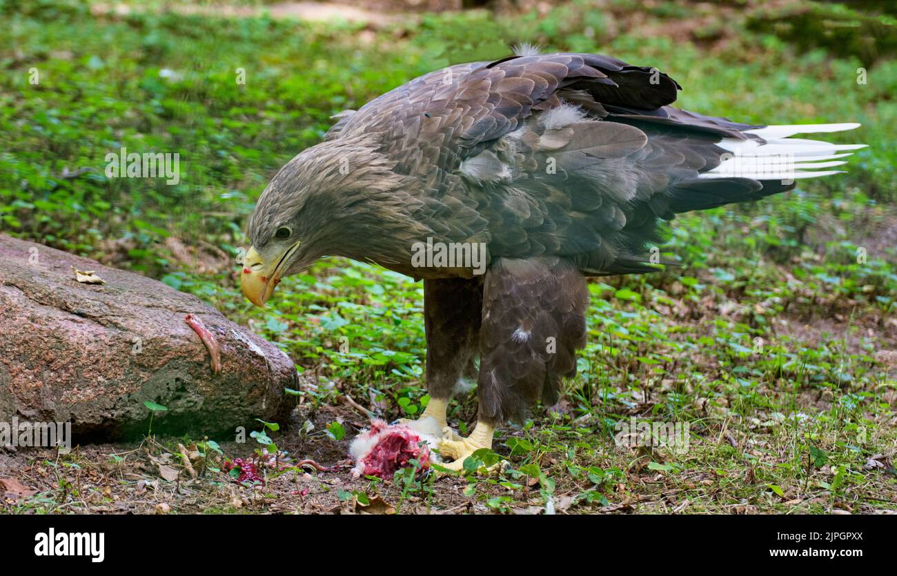 feeding, white tailed eagle, feed, feedings, white-tailed eagles Stock ...