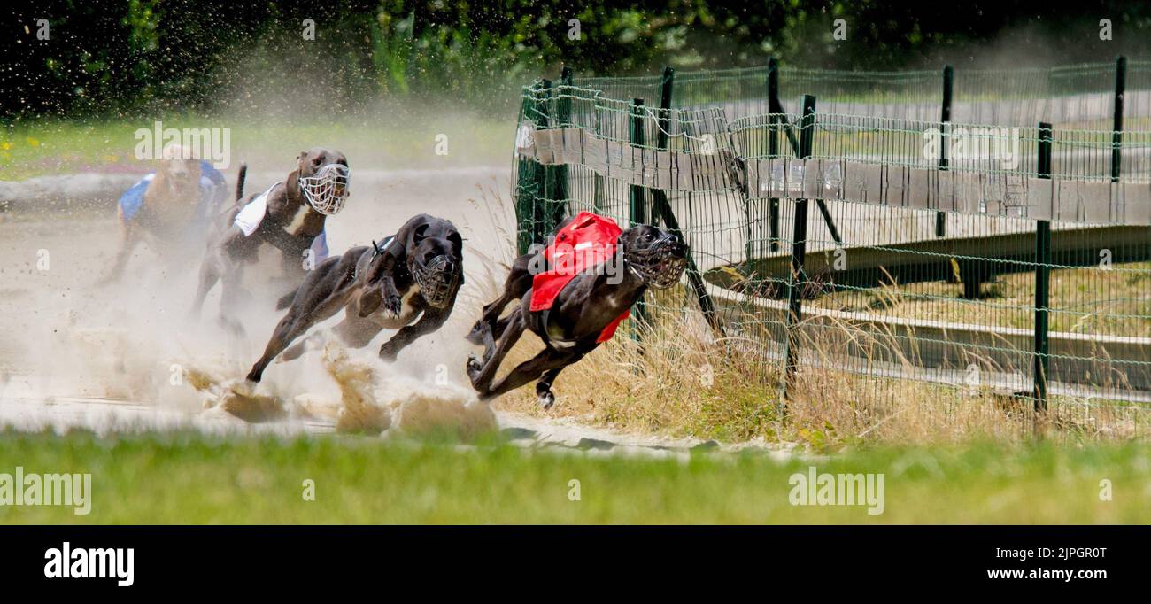Four greyhound dogs racing in a competition in Chatillon la Palud ...