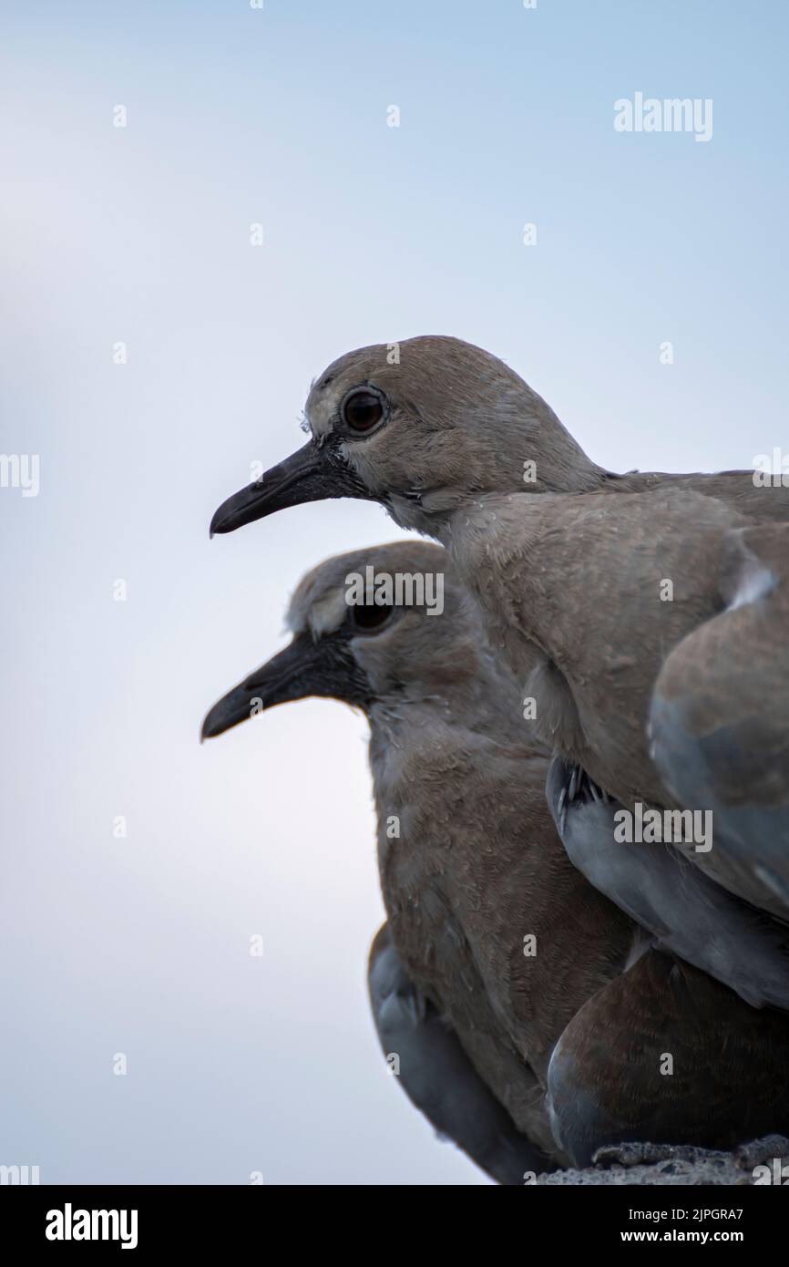 Close-up shot of a young turtle dove showing different facial ...