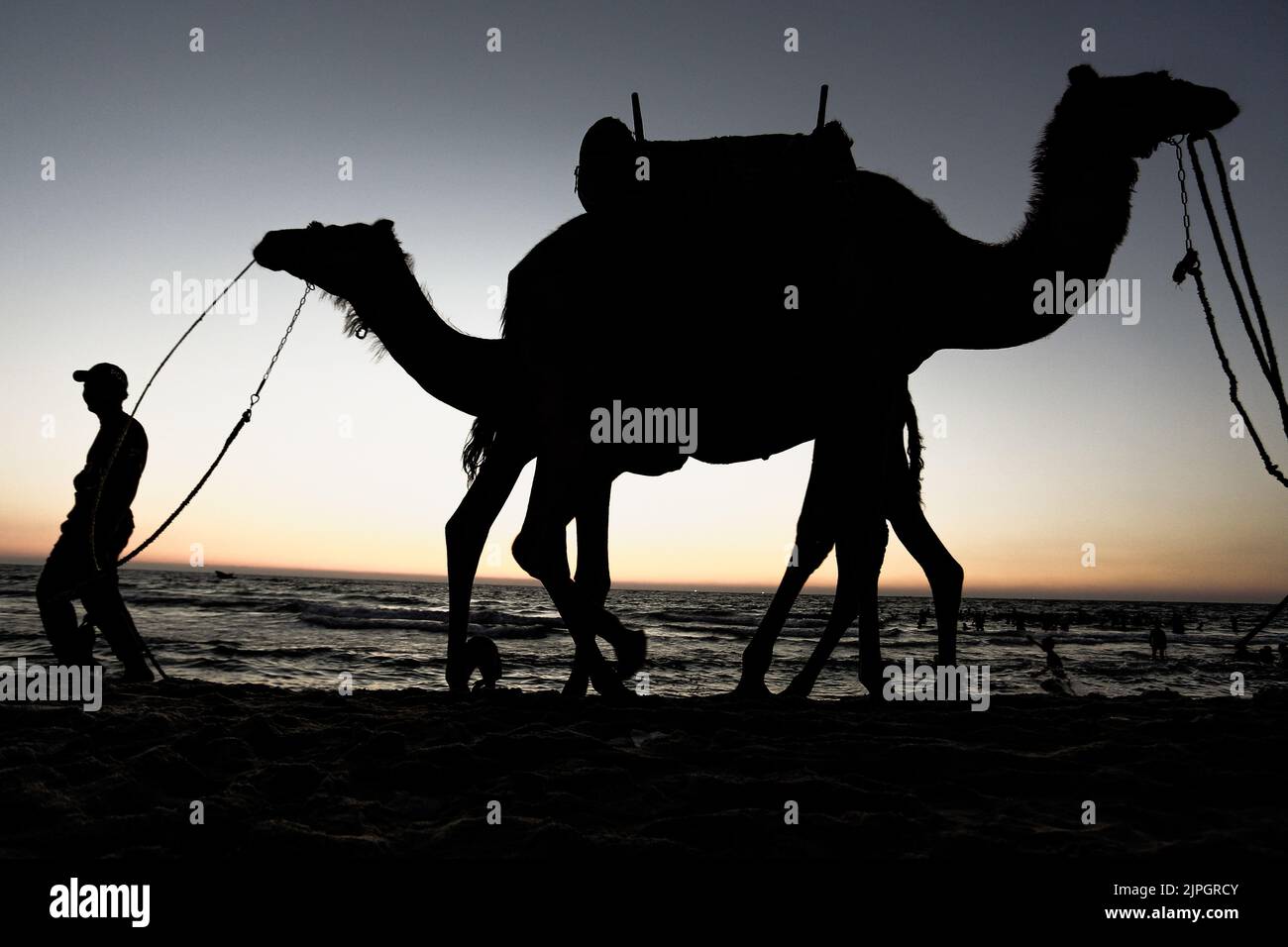 Gaza, Palestine. 17th Aug, 2022. Palestinian men walk with their camels ...