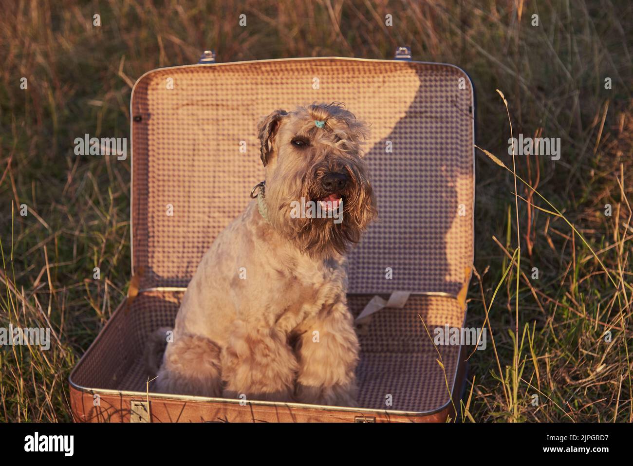 Irish soft coated wheaten terrier. A fluffy golden dog sits in a ...