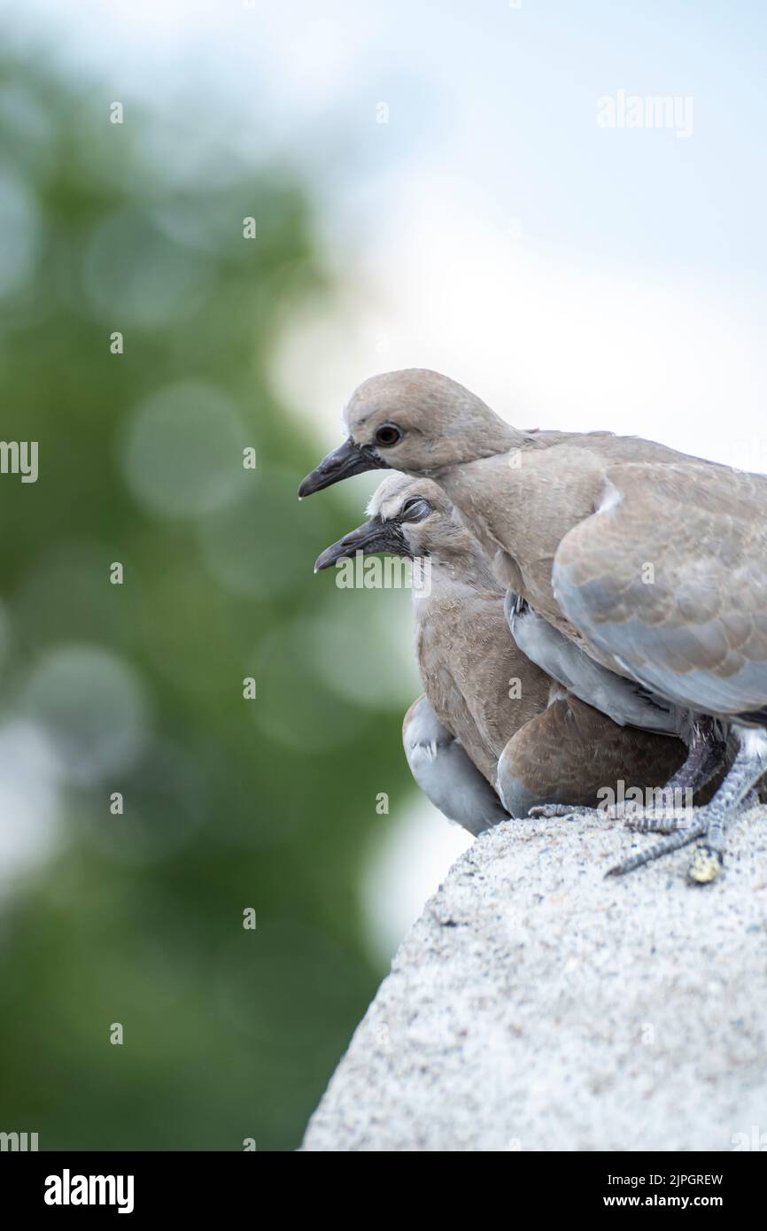 Close-up shot of a young turtle dove showing different facial ...