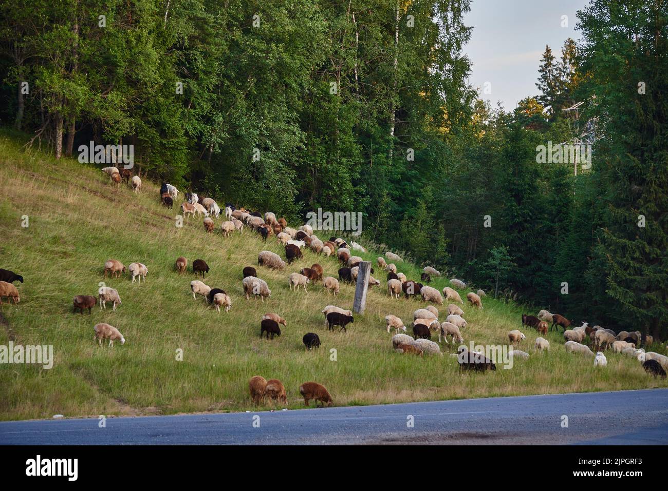 A herd of goats and sheep descends along a green hillock onto an ...