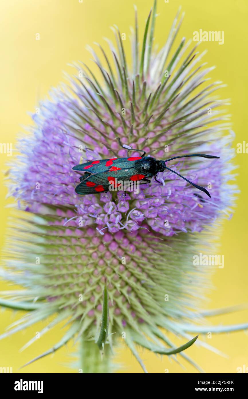 Burnets close hi-res stock photography and images - Alamy