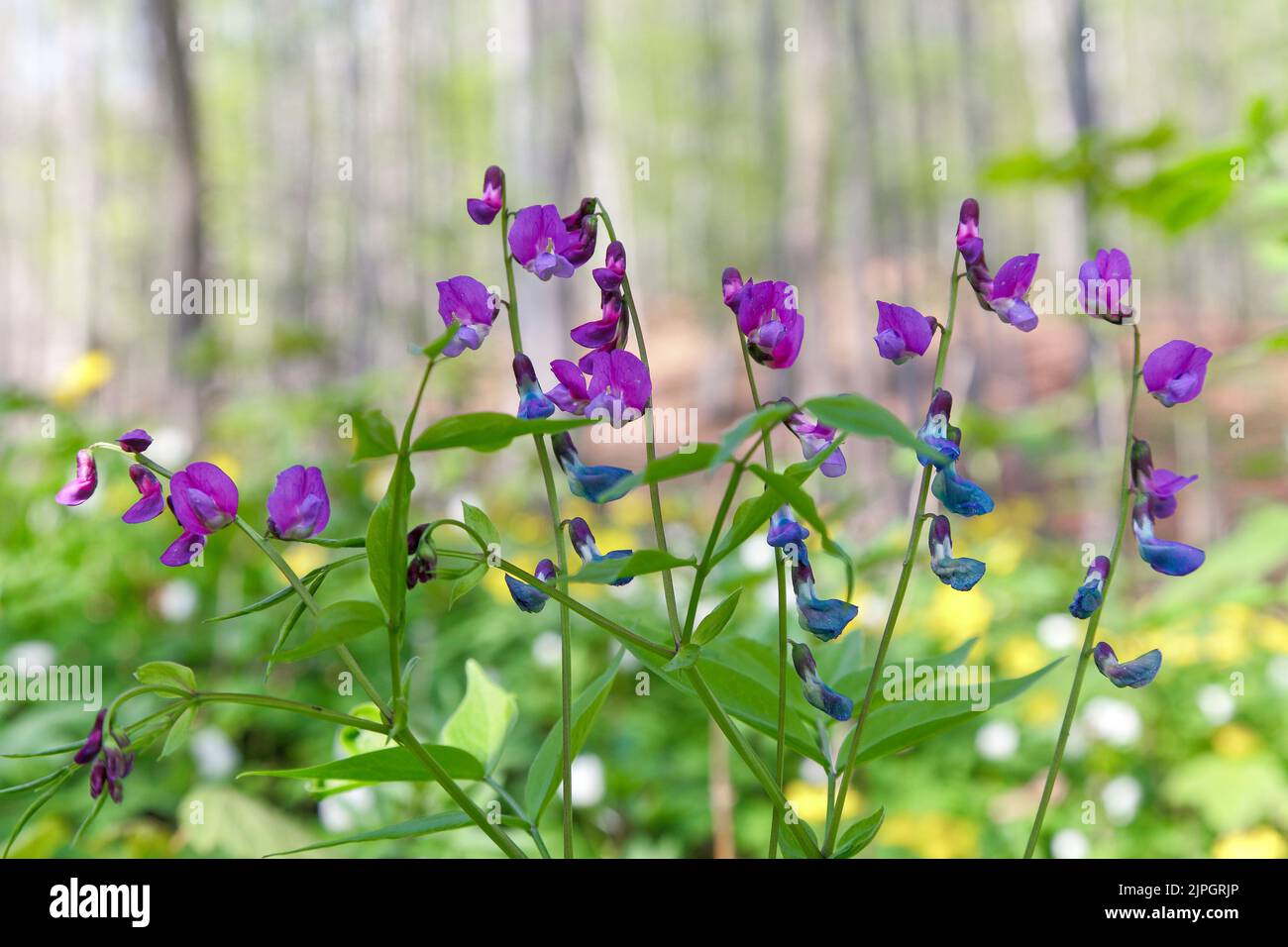 spring pea, lathyrus vernus, spring vetch, spring vetchling Stock Photo ...