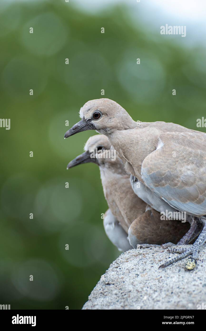 Close-up shot of a young turtle dove showing different facial ...