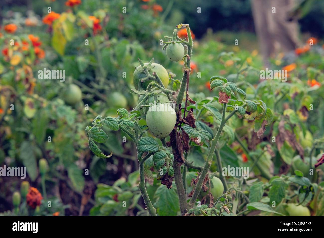 Tomatoes is growing in rustic garden. Organic green tomatoes in farming ...